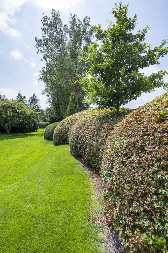Sempervirens - Vlaamse Tuinaannemer